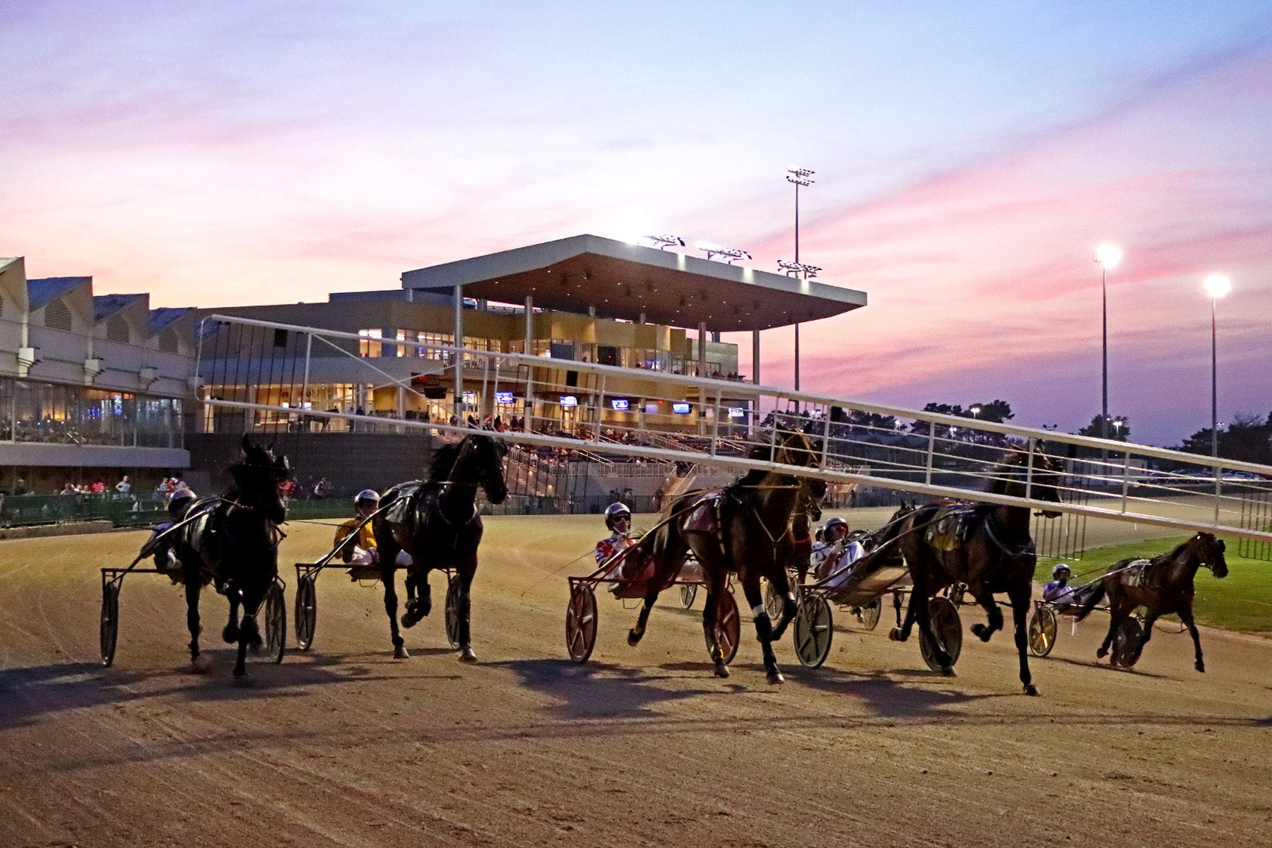 STALLIONS FOR 2025 – Abby Stables